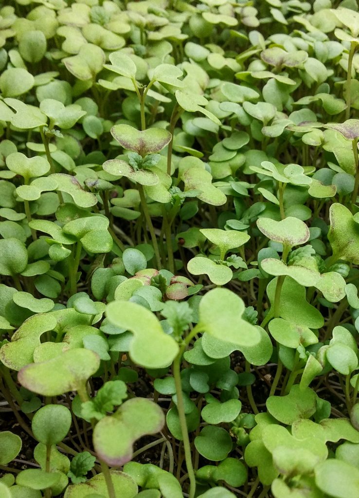 Micro Mustard, 12 ounce – Fish Holler