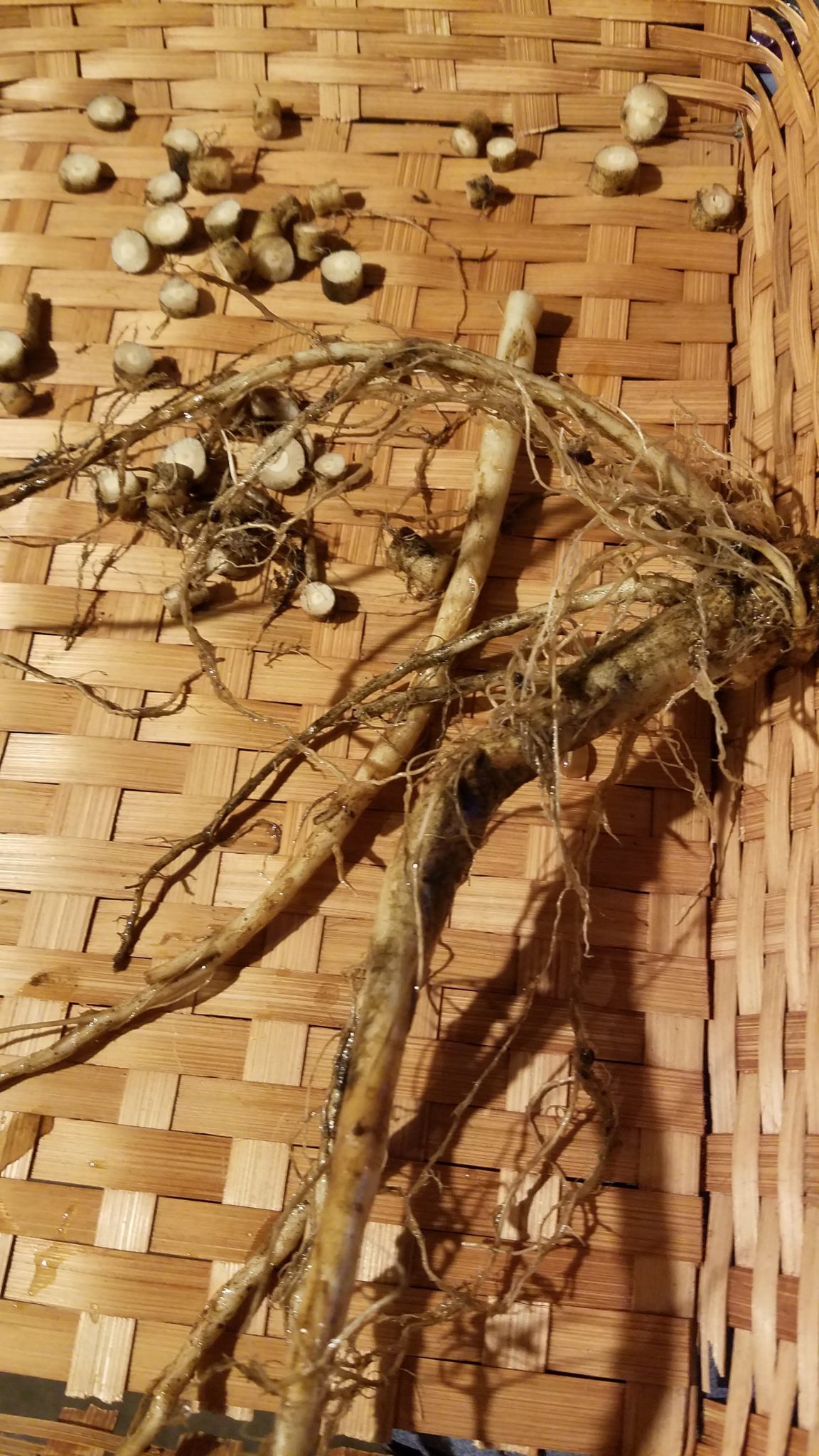 Mullein root tincture – Fish Holler